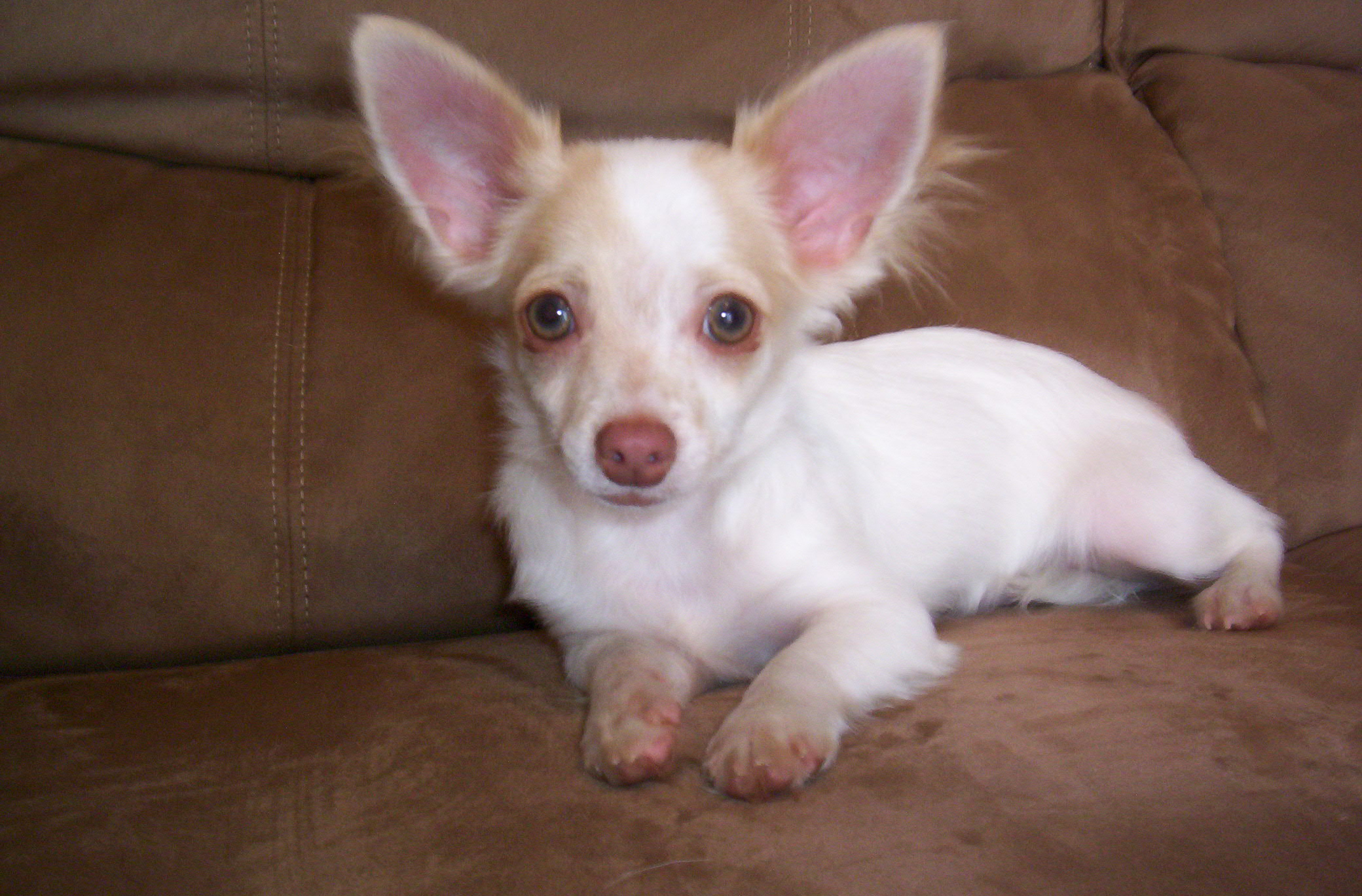 This is Cheeto, our chihuahua, back when he was a puppy. He now weighs ...