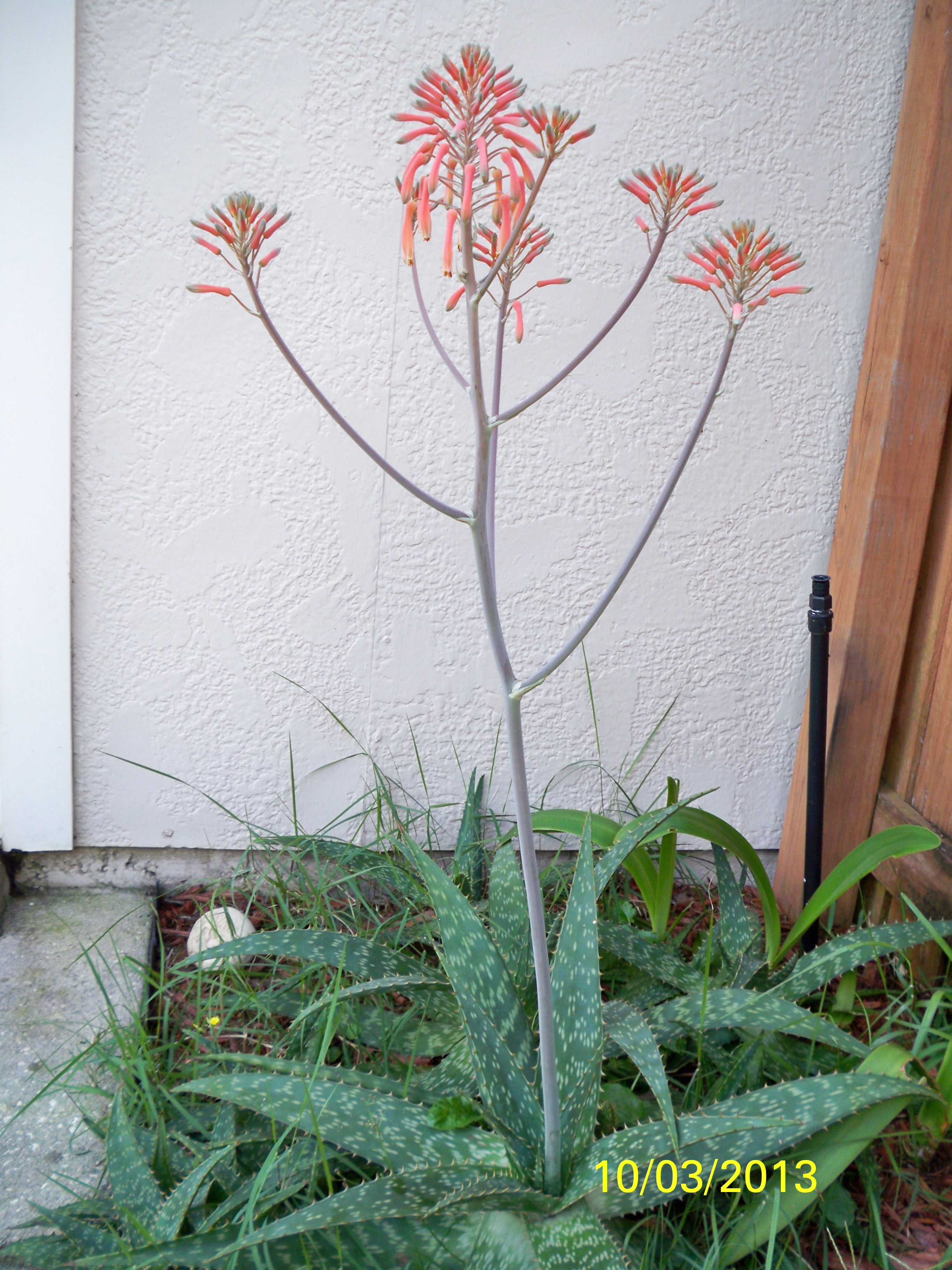 Just wanted to share this amazing picture of my aloe plant that ...